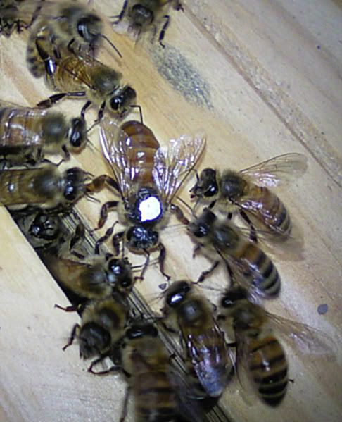 Are the Sharpie Oil Based Paint Marker Pens ok for marking Queens? | Beesource Beekeeping Forums